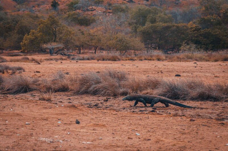 Komodo Islands Backpacking Guide: Top Things to Do and See
