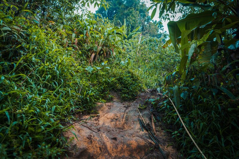 A Complete Hiking Guide to Cameron Highlands, Malaysia