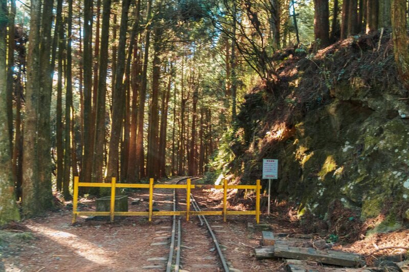 Explore Alishan: Your Ultimate Travel Itinerary