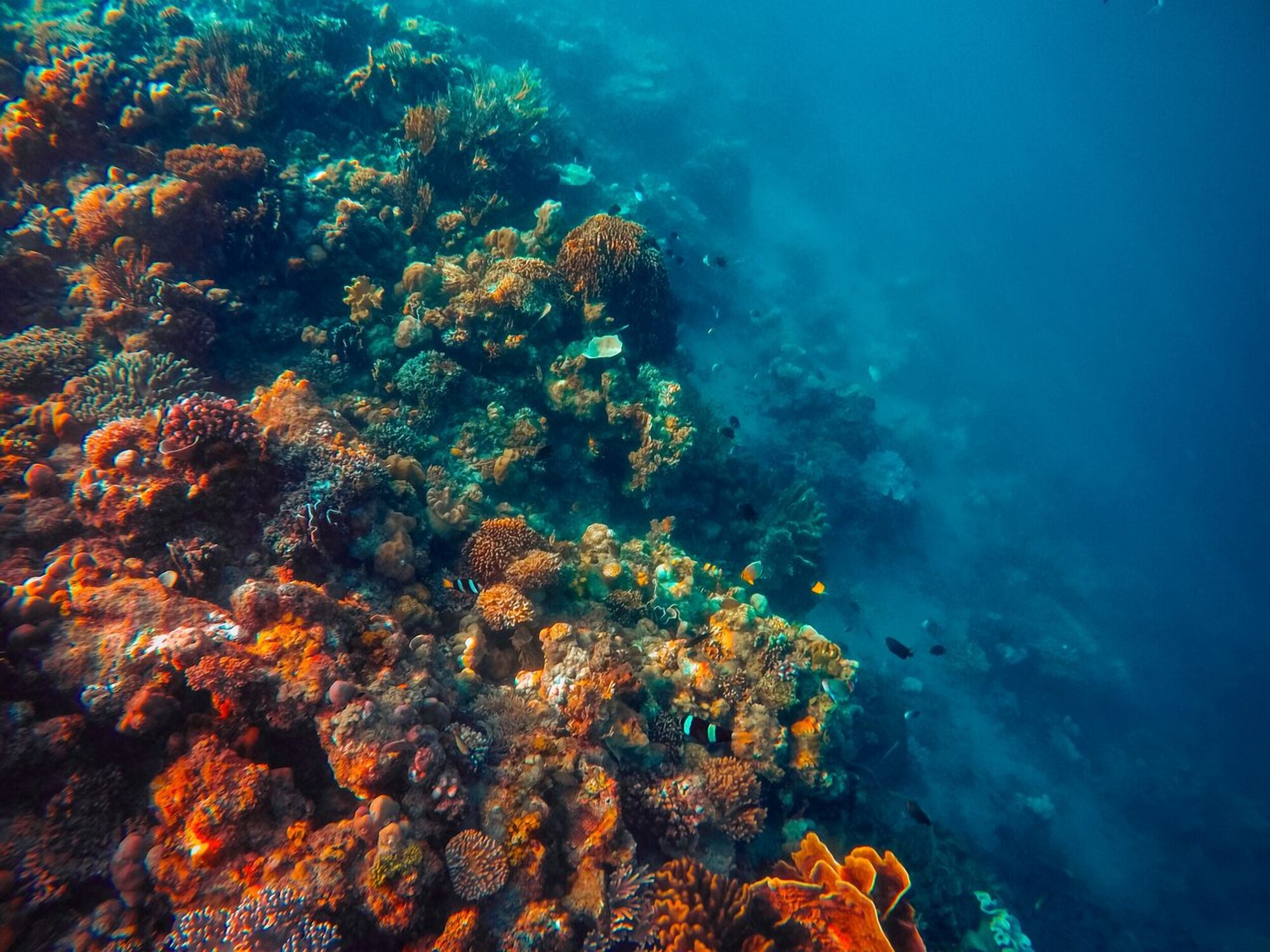 What to Do on Atauro Island, Timor Leste