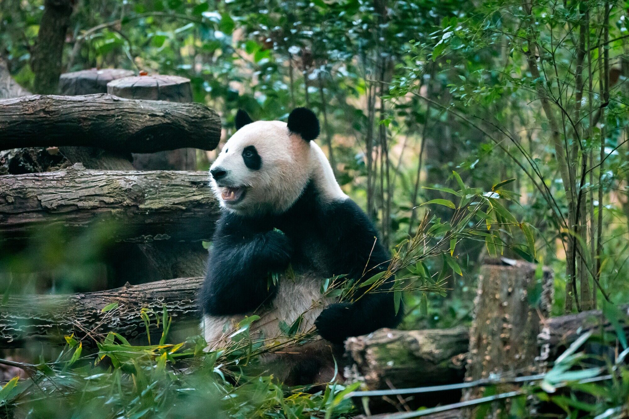 Chengdu Travel Guide: 10 Best Things to Do & More