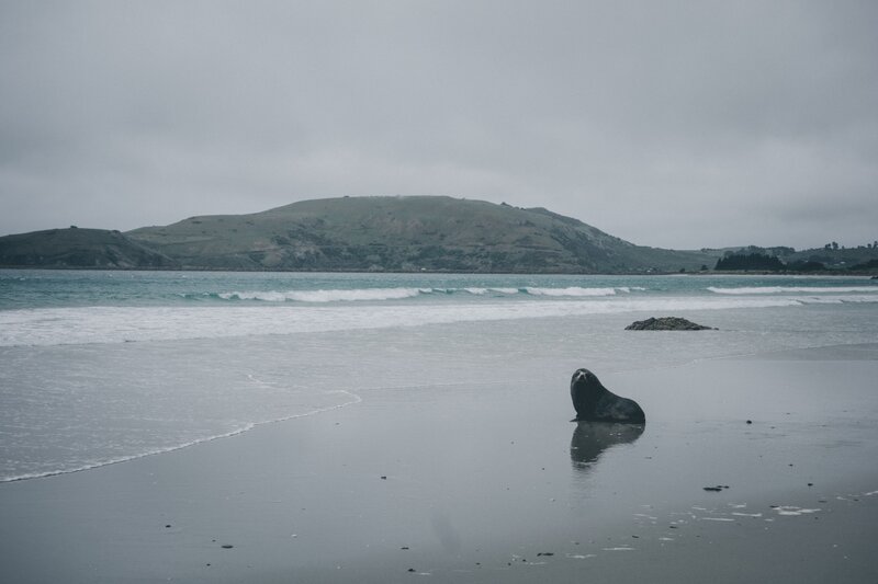 Dunedin: 10 Fantastic Things to See and Do