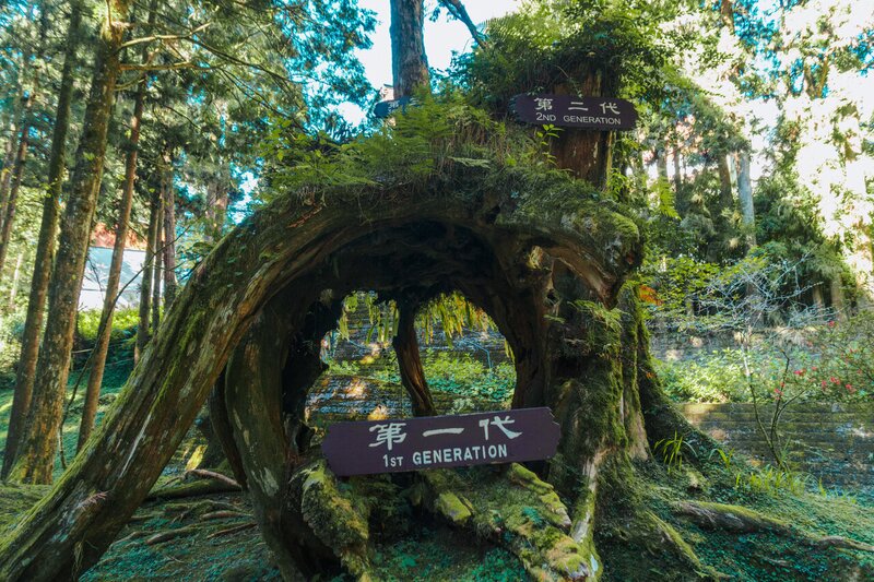 Explore Alishan: Your Ultimate Travel Itinerary