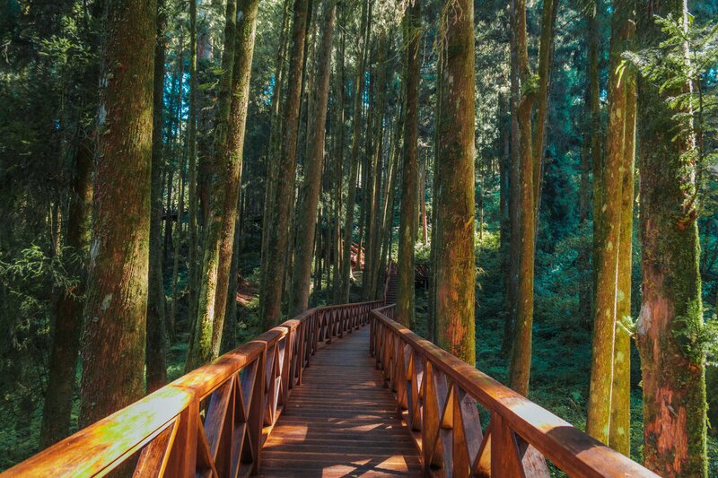 The Ultimate Travel Guide to Alishan, Taiwan