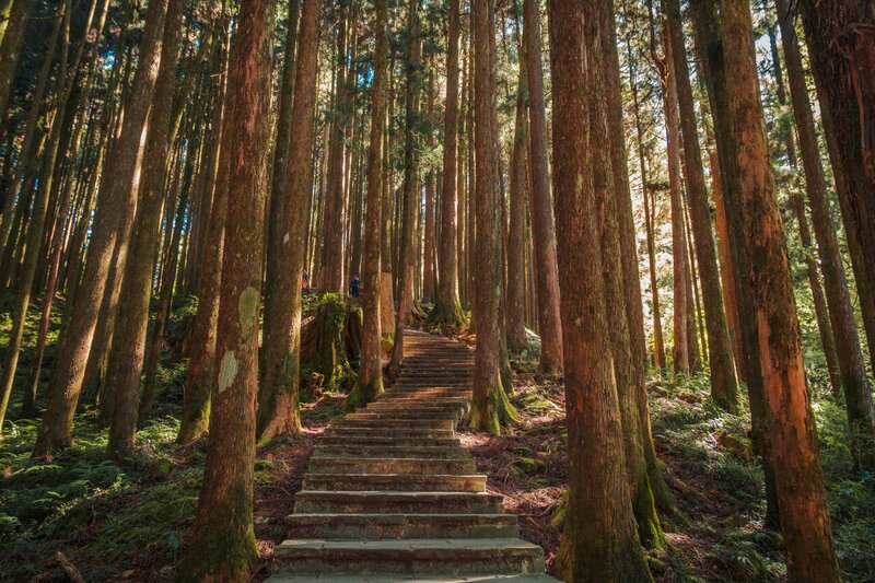 Explore Alishan: Your Ultimate Travel Itinerary