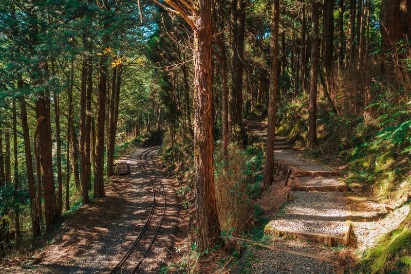 Explore Alishan: Your Ultimate Travel Itinerary
