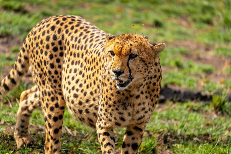 10 Best Wildlife Destinations You Have to Experience Once in Your Life