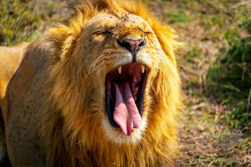 10 Best Wildlife Destinations You Have to Experience Once in Your Life