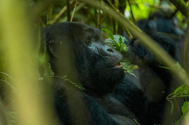 Spending 7 - 10 Days in Uganda: An EPIC Backpacking Itinerary