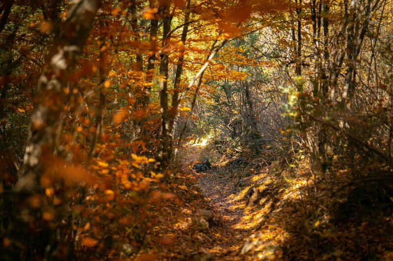 The Ultimate Guide to Peja: 8 Amazing Things to Do