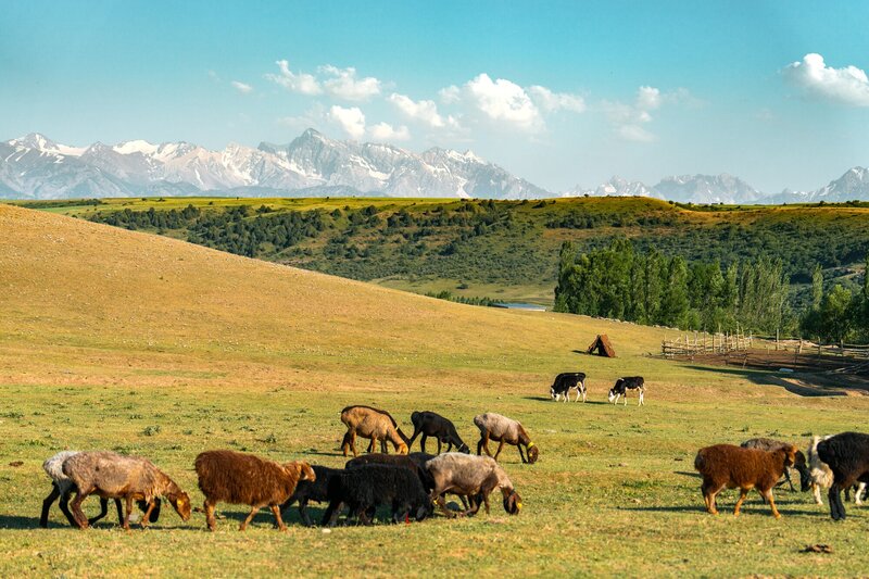 9 Awesome Things to Do in Shymkent