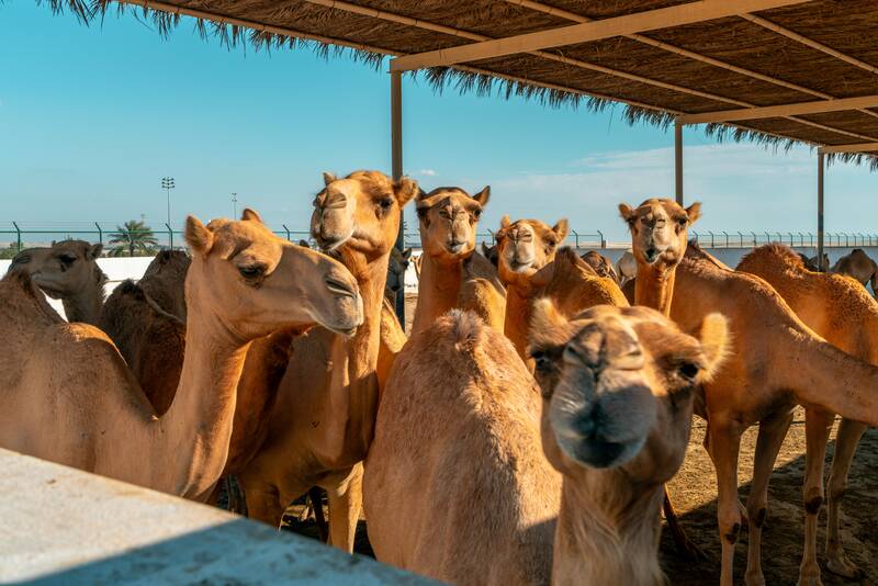 Bahrain in One Day: 10 Experiences You Can’t Miss