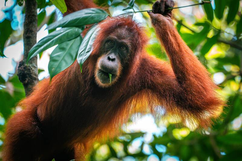 One Month Sumatra Backpacking Itinerary for Solo Travelers