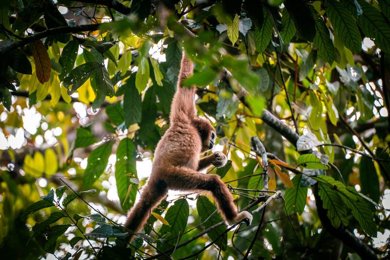 A Complete Guide to Orangutan Trekking in Bukit Lawang