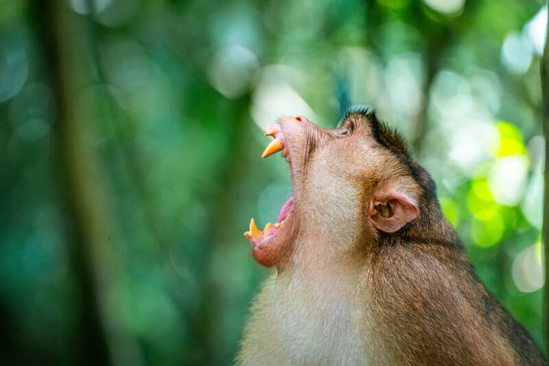 10 Best Wildlife Destinations You Have to Experience Once in Your Life