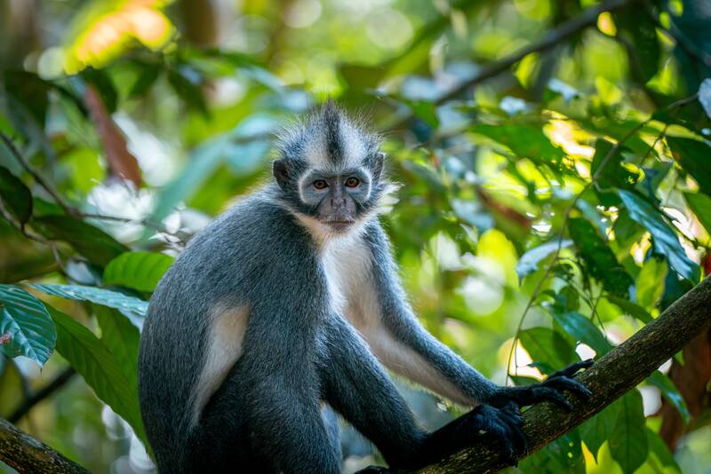 One Month Sumatra Backpacking Itinerary