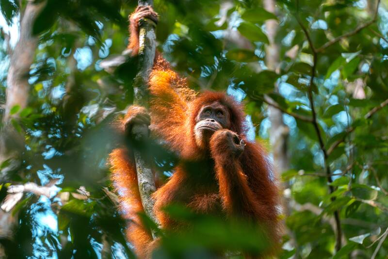 A Complete Guide to Orangutan Trekking in Bukit Lawang