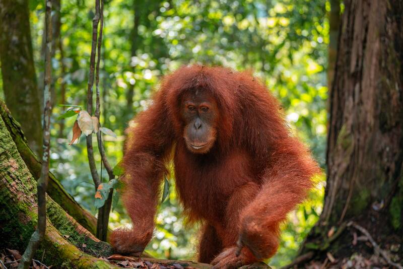 A Complete Guide to Orangutan Trekking in Bukit Lawang