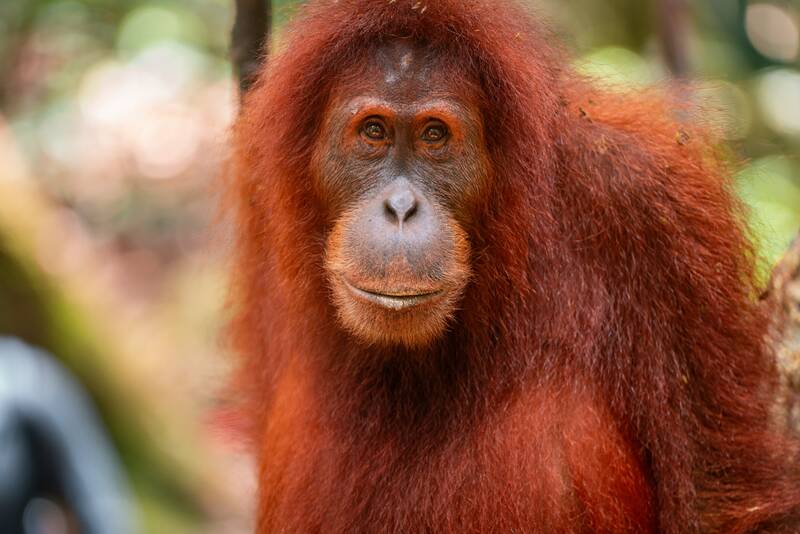 One Month Sumatra Backpacking Itinerary