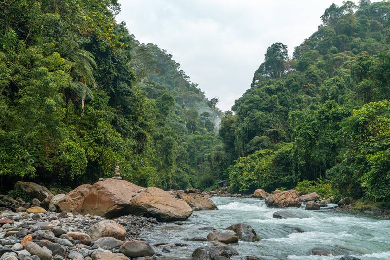 A Complete Guide to Orangutan Trekking in Bukit Lawang