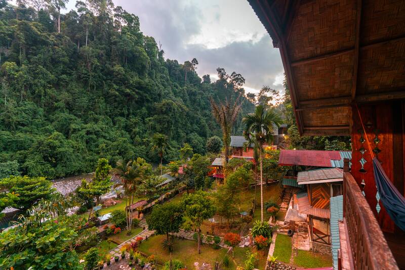 A Complete Guide to Orangutan Trekking in Bukit Lawang