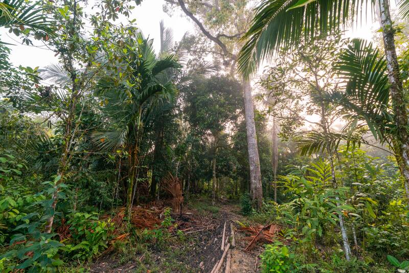 Visiting the Mentawai Tribe: A Complete Guide