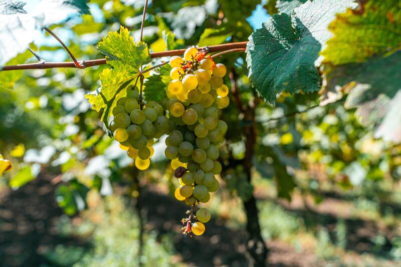 A Guide to Kakheti: Itinerary, Things to Do, and More