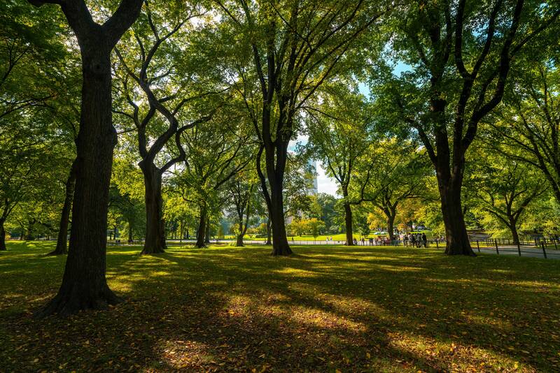 A Complete Central Park Guide: 9 Best Things to Do, and More