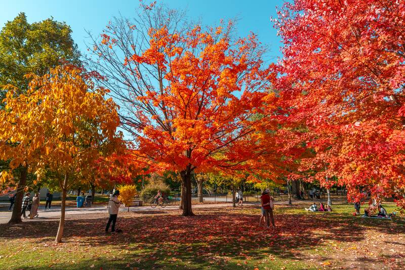 Discover Toronto: 12 Awesome Things to Do and See