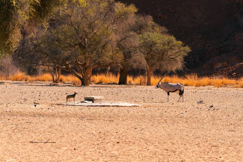 2 Weeks in Namibia: A Road Trip Itinerary