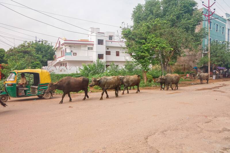 Visiting the Taj Mahal, Agra, and Jaipur