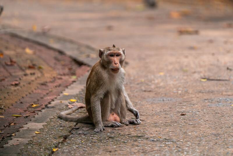 Visiting Maha Sarakham: 9 Amazing Things to Do & More