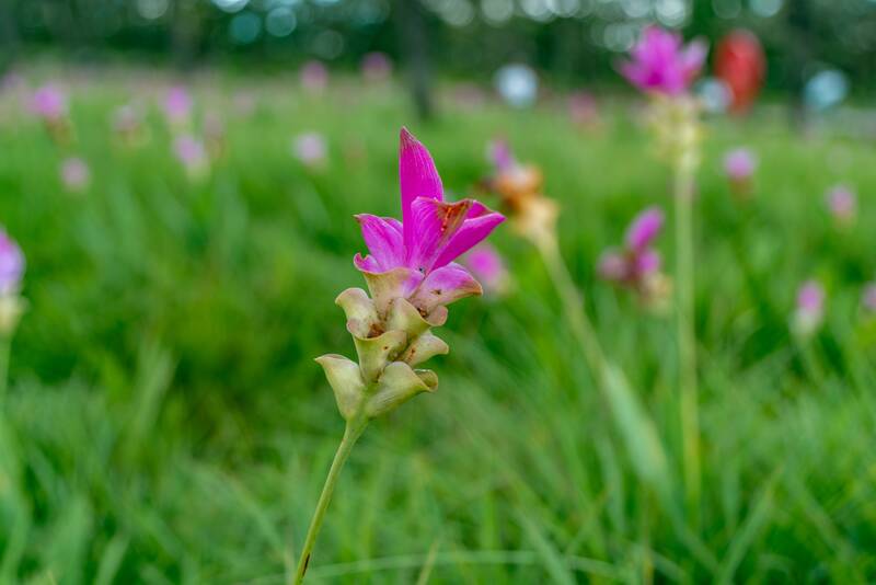 Discover Chaiyaphum: 12 Incredible Things to Do & More